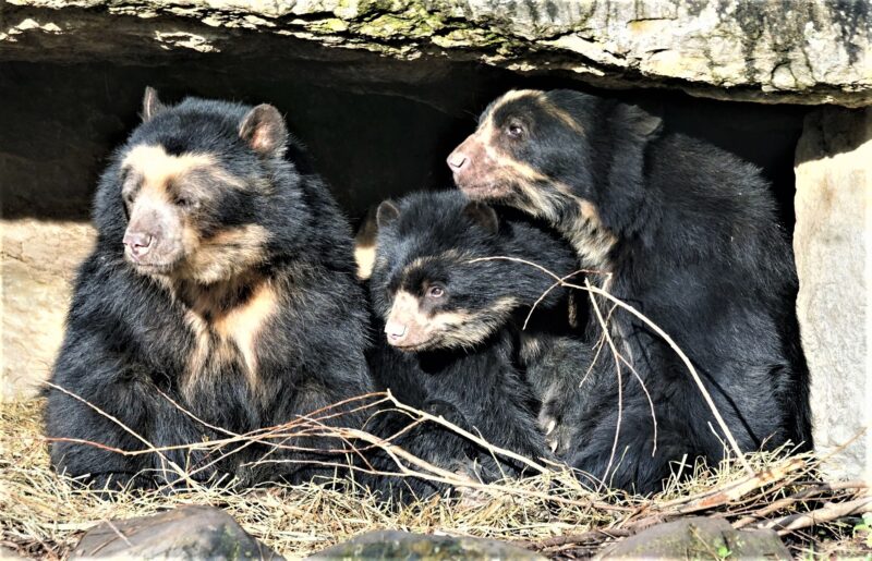 Oso de anteojos » Características, qué come, hábitat, extinción ... Oso de anteojos » Características, qué come, hábitat, extinción ...